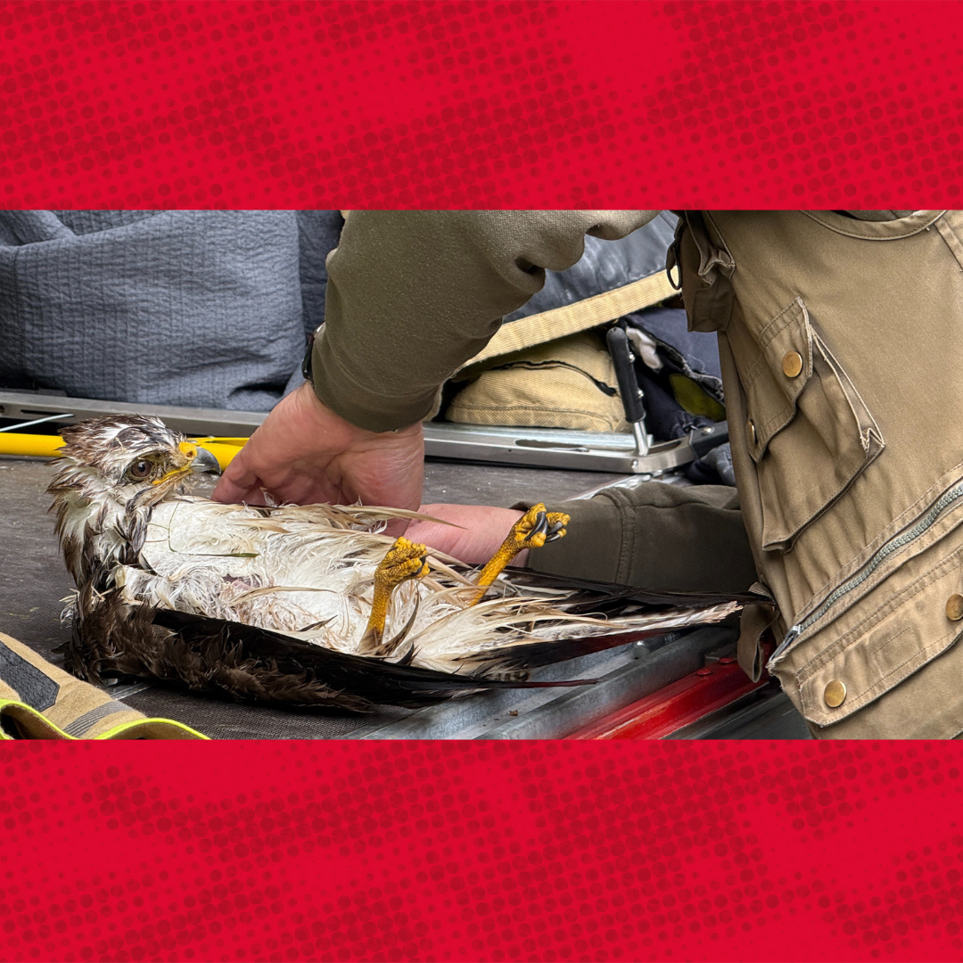 Dorsten: Feuerwehr rettet Vogel aus Kanal - Radio Vest